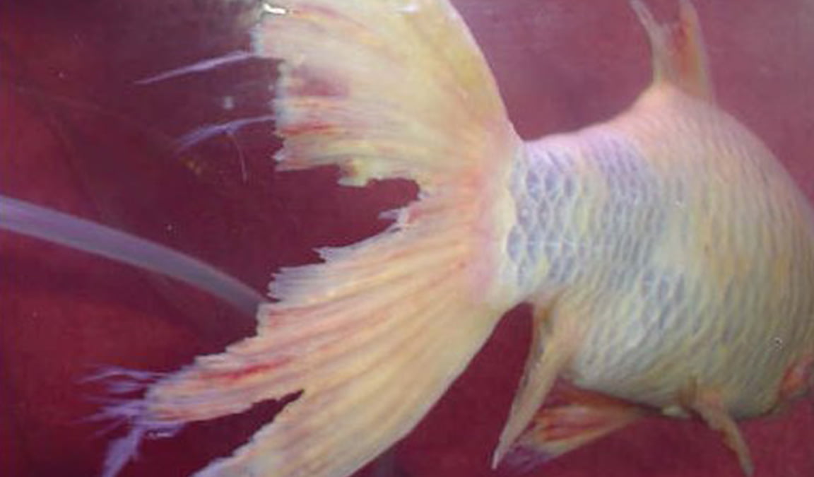 12 Penyakit Ikan Koi: Jenis, Gejala, Penyebab dan Hingga Pencegahan
