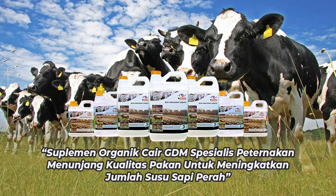 Cara Agar Sapi Perah Menghasilkan Susu Banyak - Suplemen dan Pupuk ...