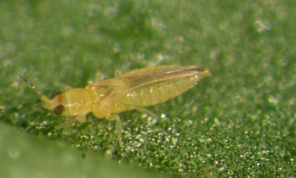 Hama dan Penyakit Padi: Jenis, Penyebab, Gejala Serangan Hingga Cara ...