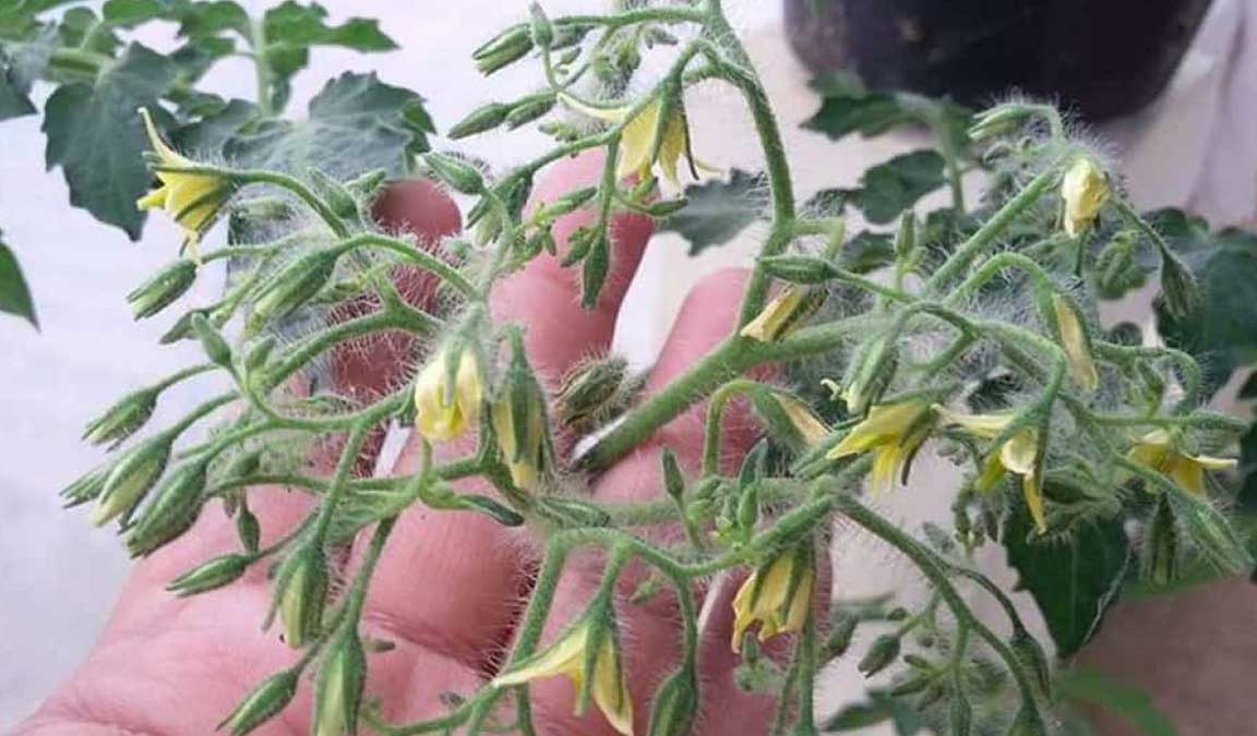 Bunga Tomat Rontok: Gejala, Penyebab, Cara Mengatasi dan Cara ...