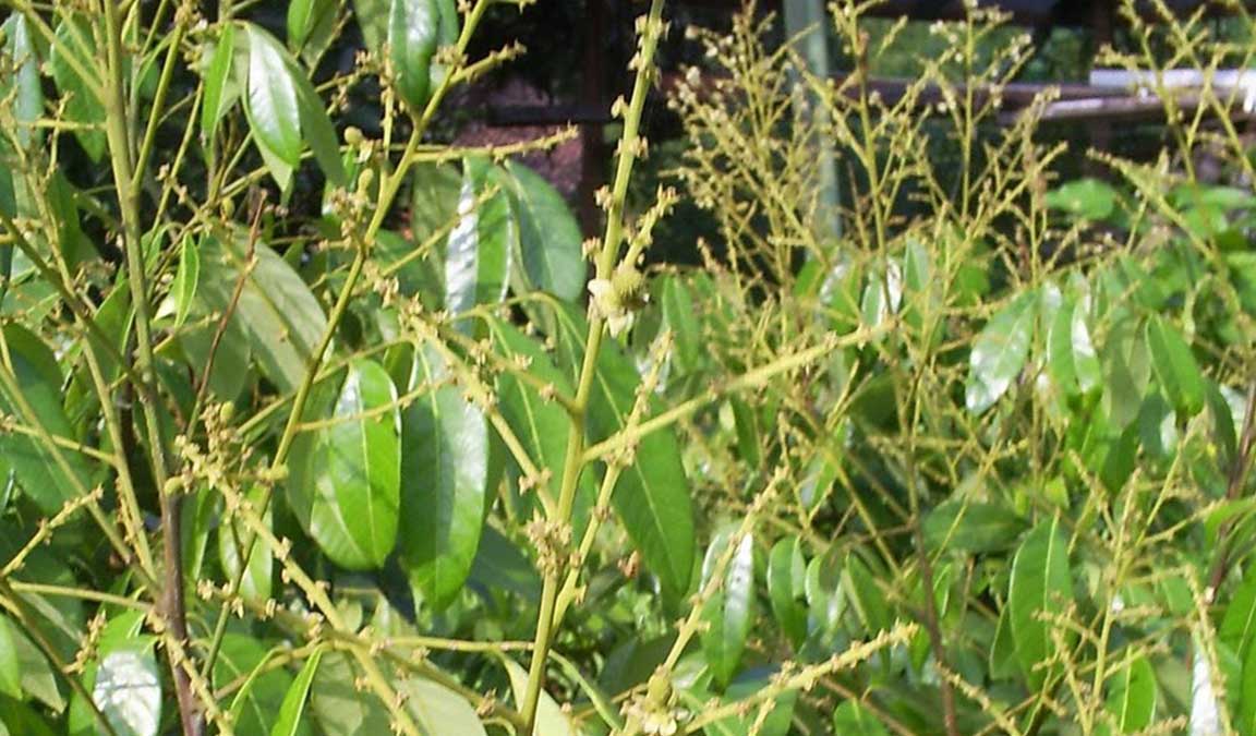 Bunga Tanaman Buah Rontok: Jenis, Gejala, Penyebab, Cara Mengatasi ...