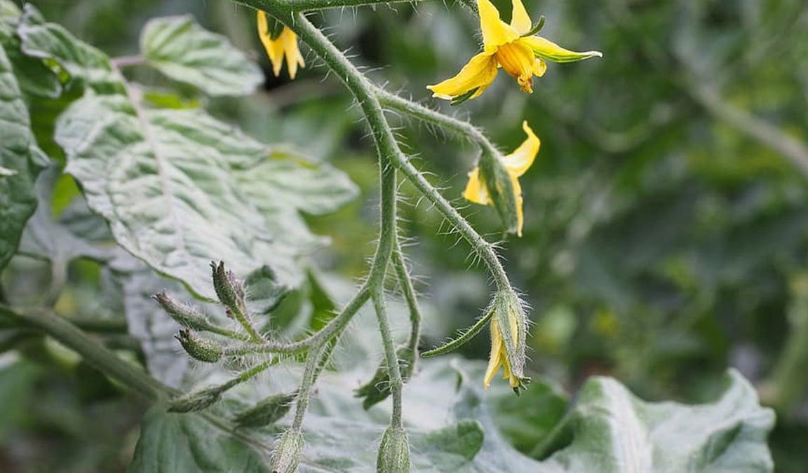 Bunga Tomat Rontok: Gejala, Penyebab, Cara Mengatasi dan Cara ...