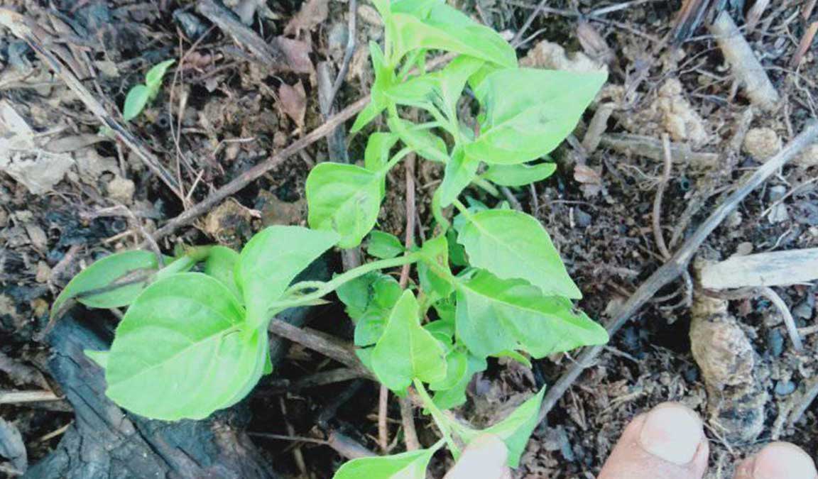 Tanaman Cabe Kerdil: Gejala, Penyebab, Cara Mengatasi hingga Pencegahan ...