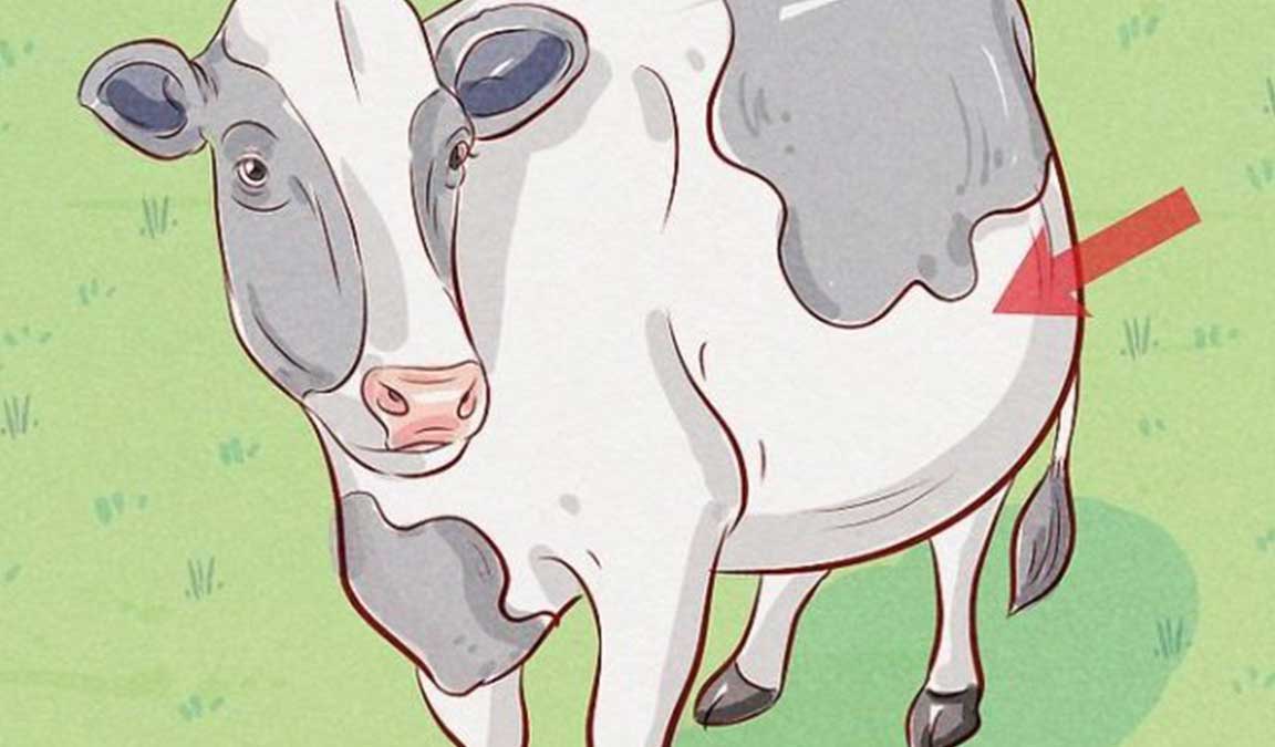 Penyakit Sapi Kembung: Gejala Serangan, Penyebab, Cara Mengobati ...