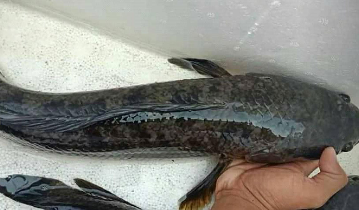 Penyakit Ikan Gabus: Jenis, Penyebab, Cara Mengobati, Hingga Pencegahan ...