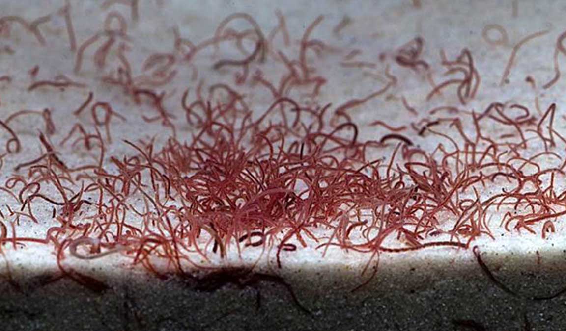 Makanan Ikan Gabus Agar Cepat Besar: Jenis, Kandungan Nutrisi dan ...