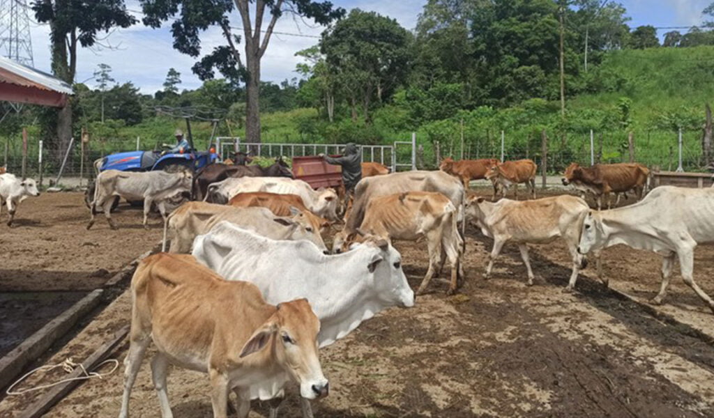 Penyebab Sapi Kurus: Gejala, Penyebab, dan Cara Mengatasi - Suplemen ...