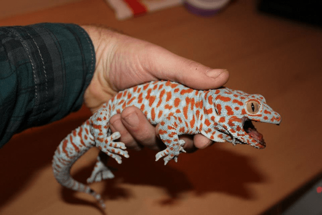 Captive Bred Tokay Gecko - adopt a turtle