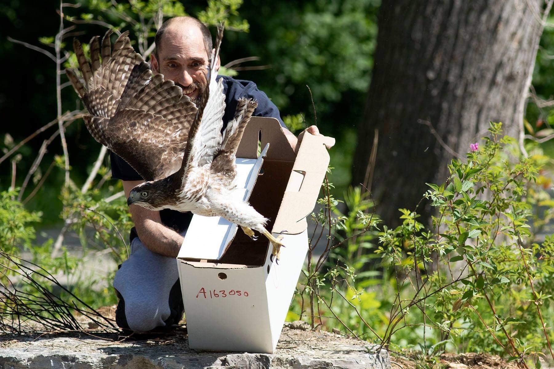 Shades of Hope Wildlife Refuge to build raptor aviary » Georgina Post