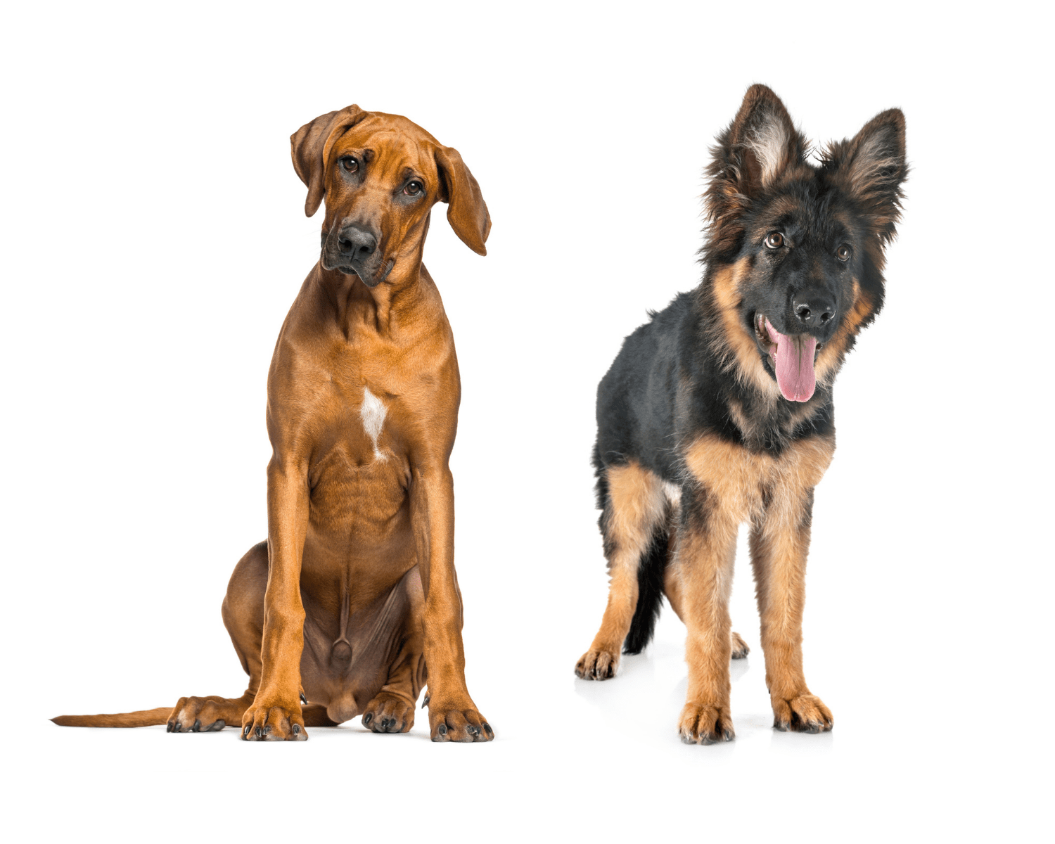 The Rhodesian Ridgeback German Shepherd Mix - German Shepherd Dog HQ
