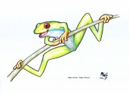 How To Draw Tree Frog At How To Draw