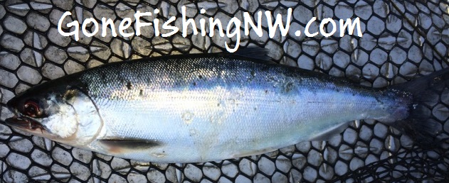 How To Fish For Kokanee | Gone Fishing NW