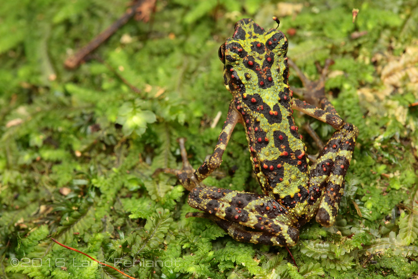 Defense Mechanisms of Frogs and Toads