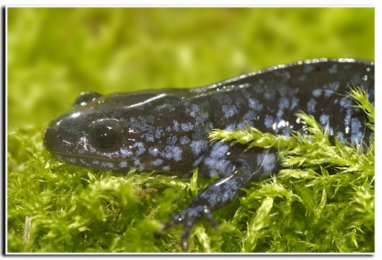 Salamanders and Newts of Wisconsin