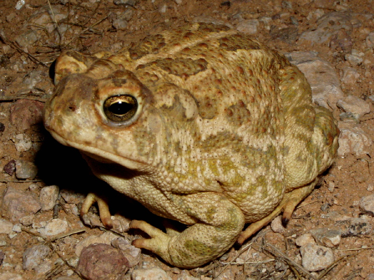 Frogs and Toads of Minnesota