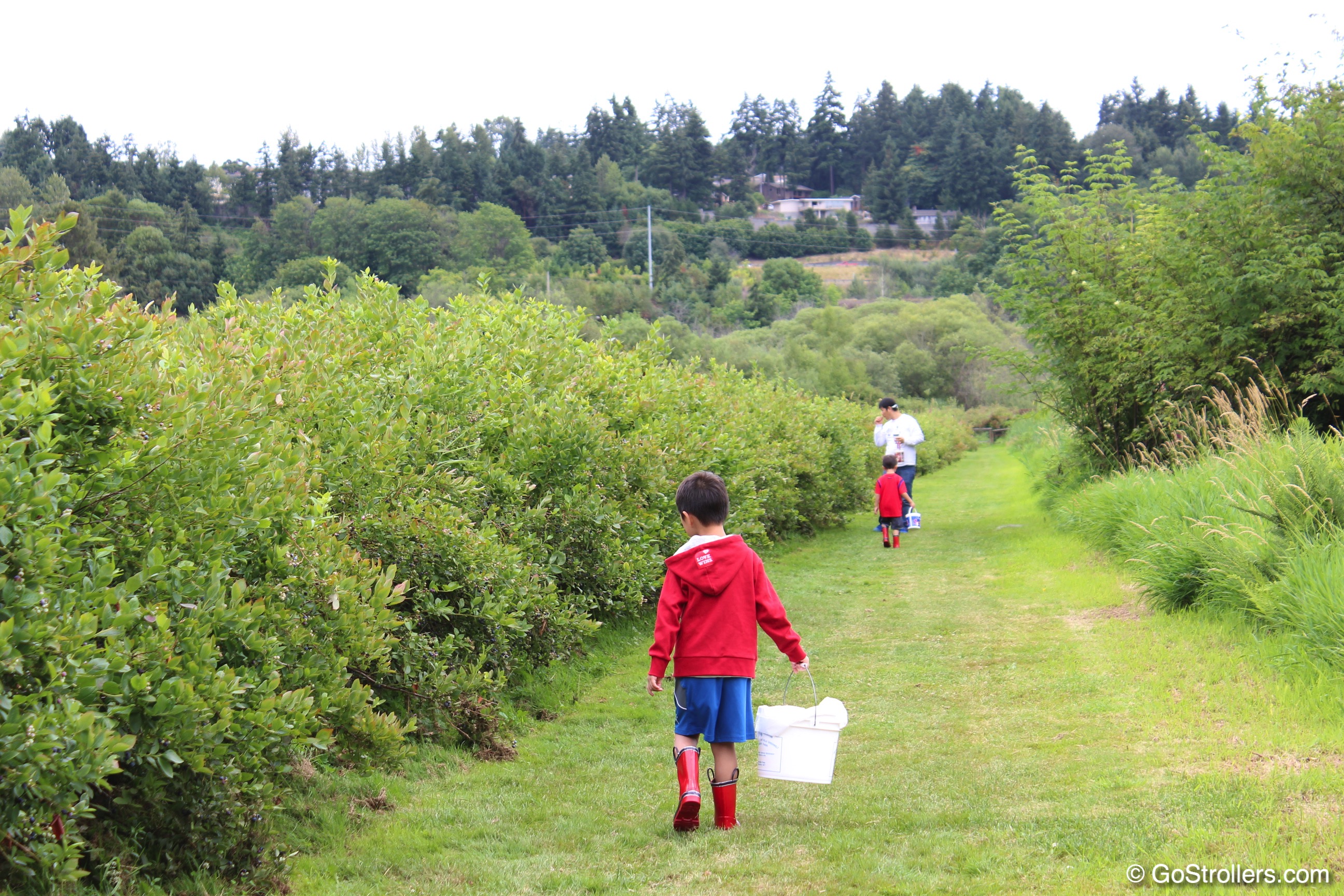 [July in Seattle] Upick Blueberry Farm - Mercer Slough Blueberry Farm ...