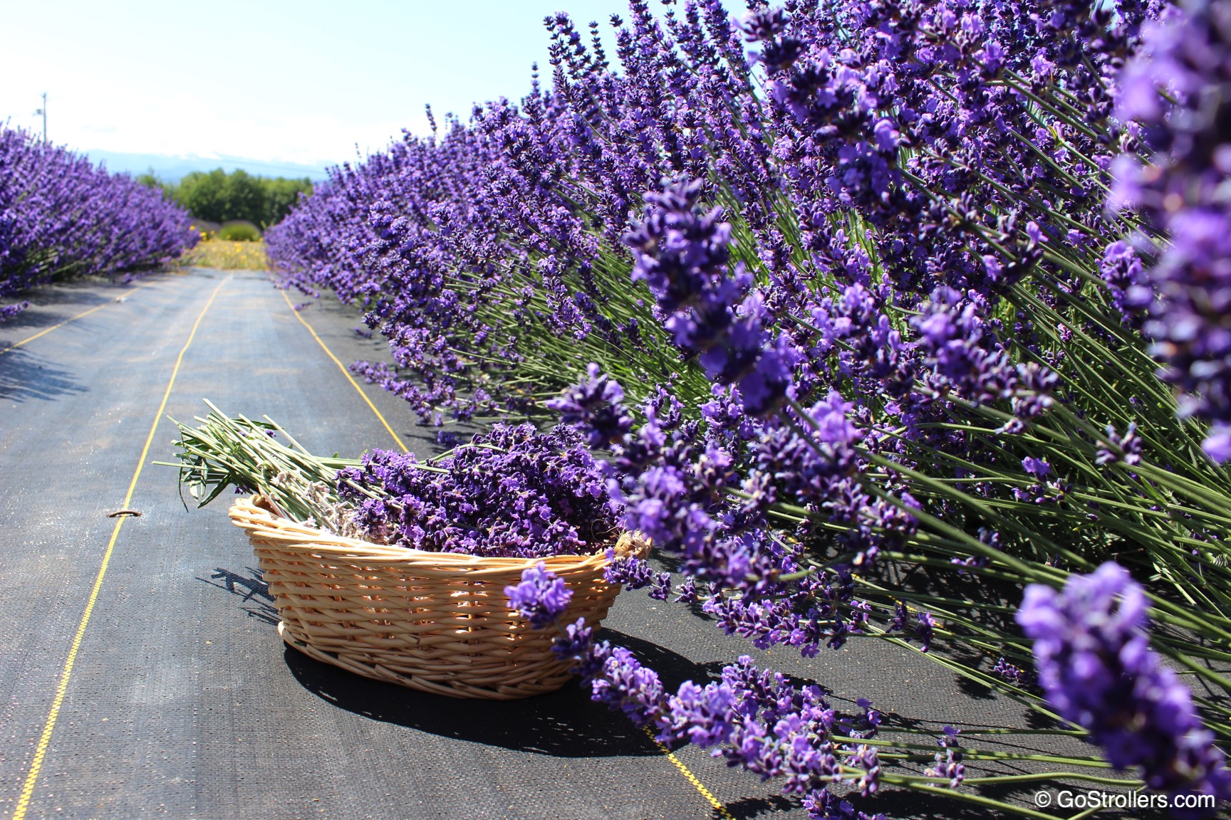 [July in Seattle] Sequim Lavender Farms - Go Strollers