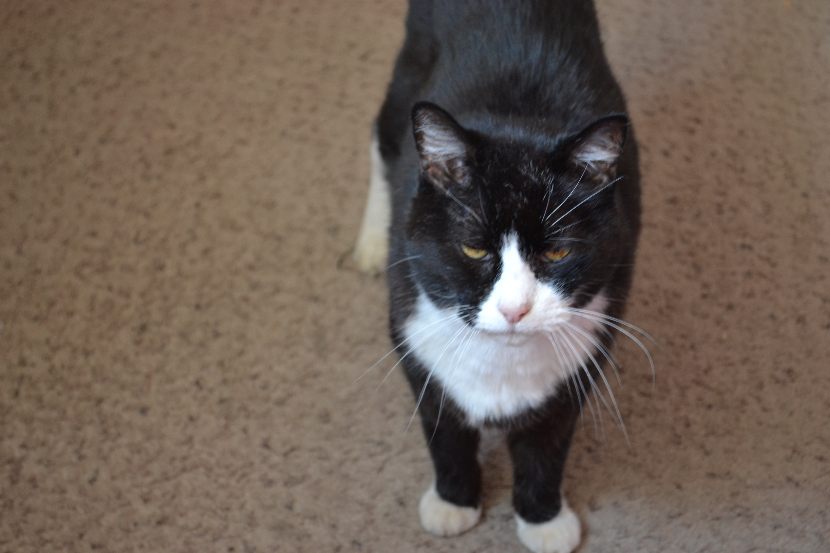 Beany Boy Update – Gracious Rain