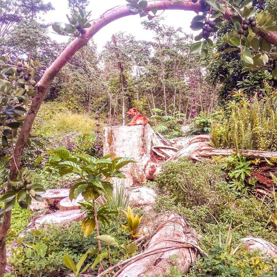 Jungle Clearing – Tree Removal – Growing 1 Future