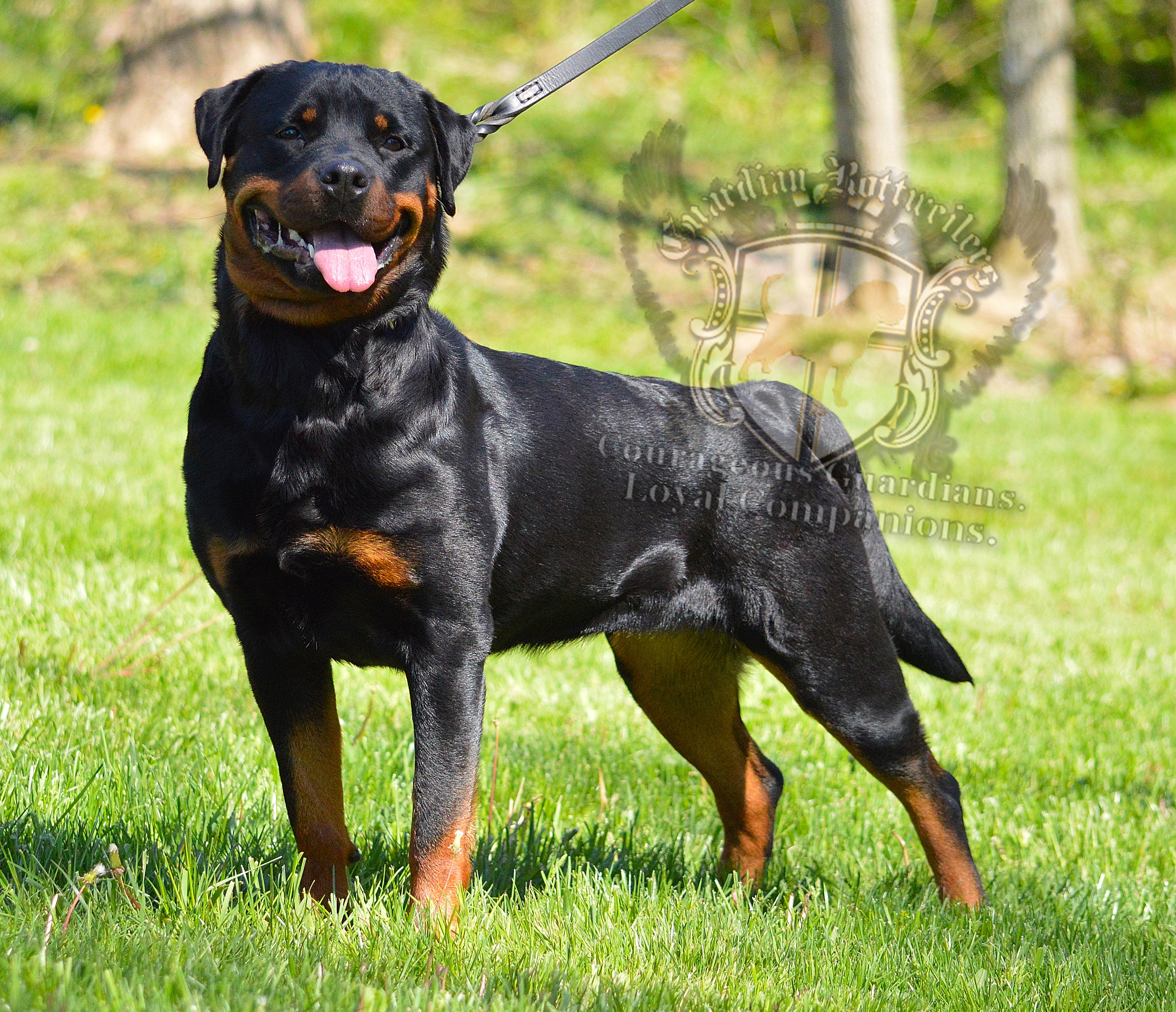 Guardian Violet Von Gottschalk – Guardian Rottweilers