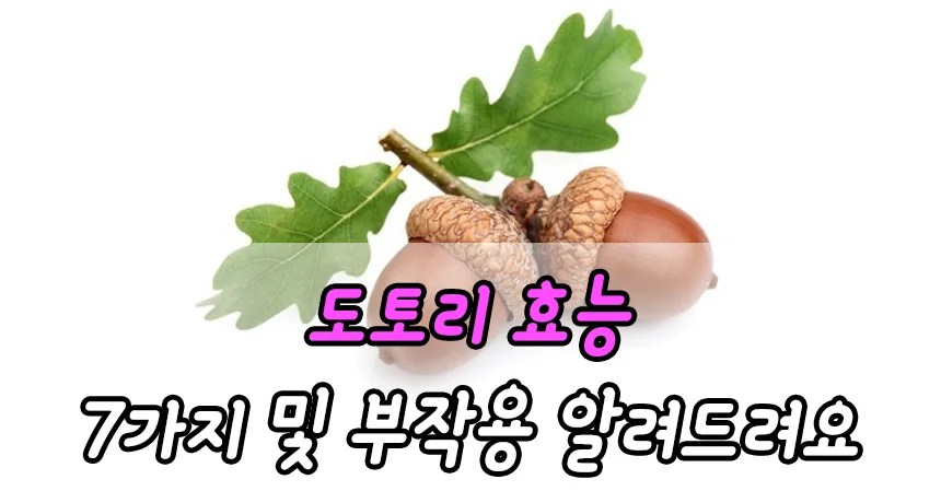 도토리 효능 7가지 및 부작용 알려드려요 건강한 식사