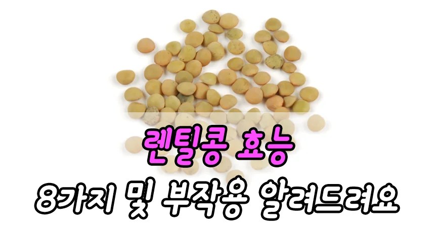렌틸콩 효능 8가지 및 부작용 알려드려요 건강한 식사
