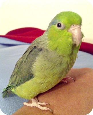 Sweet Pea's Story-Part 3 - Heartprints Pets