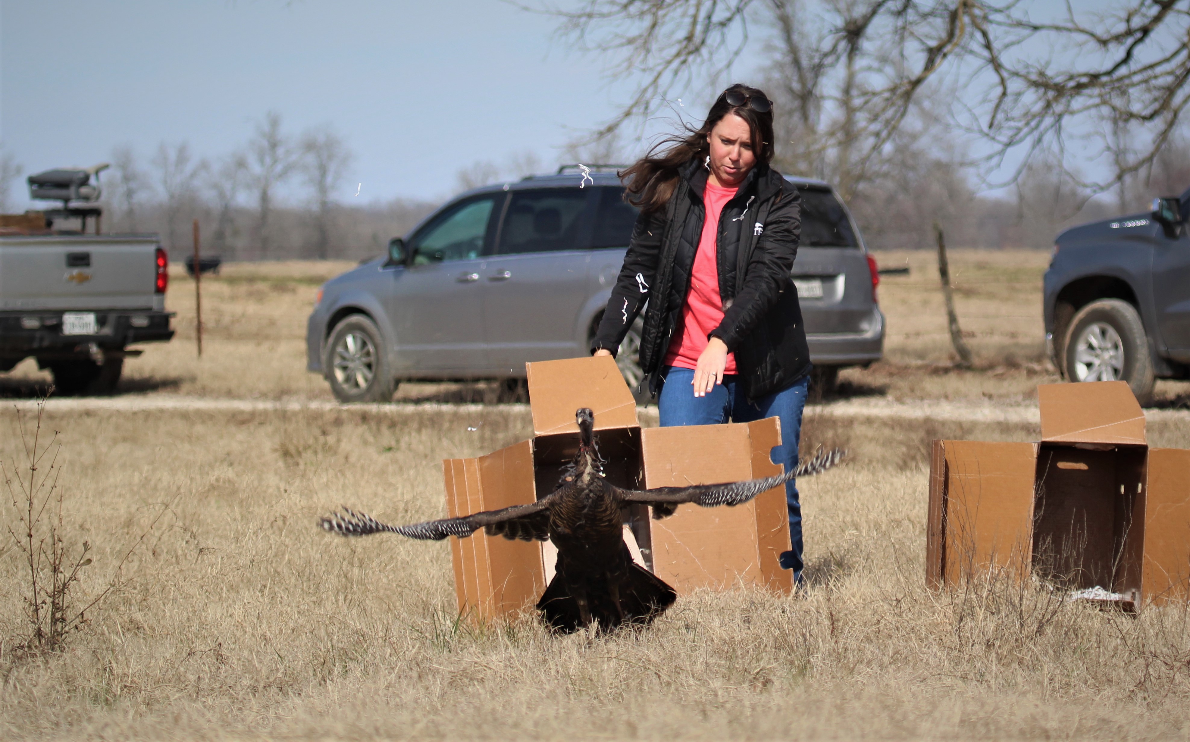 TPWD and NWTF Turkey Release Inspires - Higher Calling Wildlife