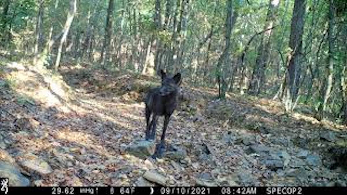 Rare Black Coyote (Video) - Higher Calling Wildlife