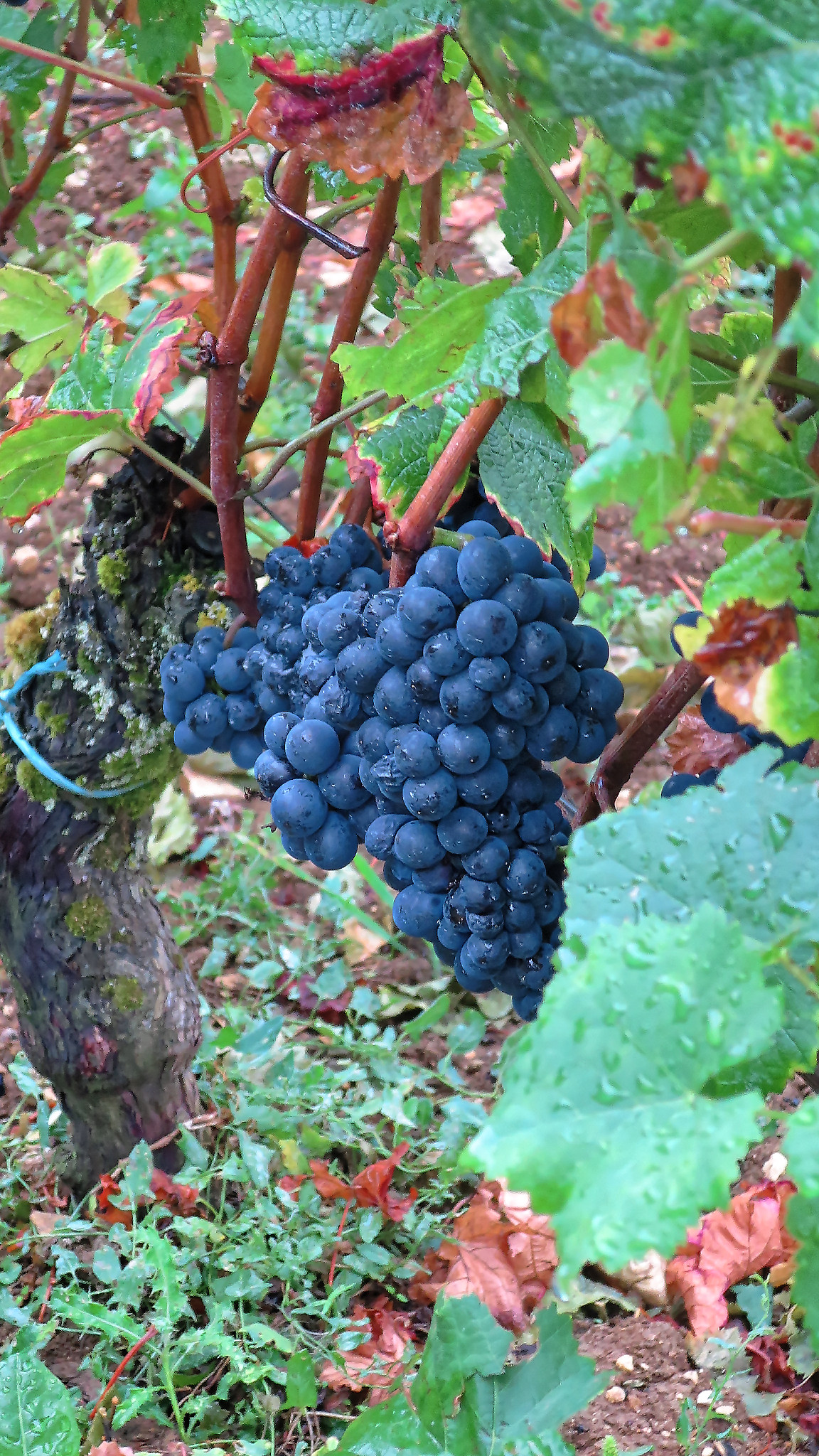 Pinot Palooza and an Introduction to Pinot Noir - Highest Spirits