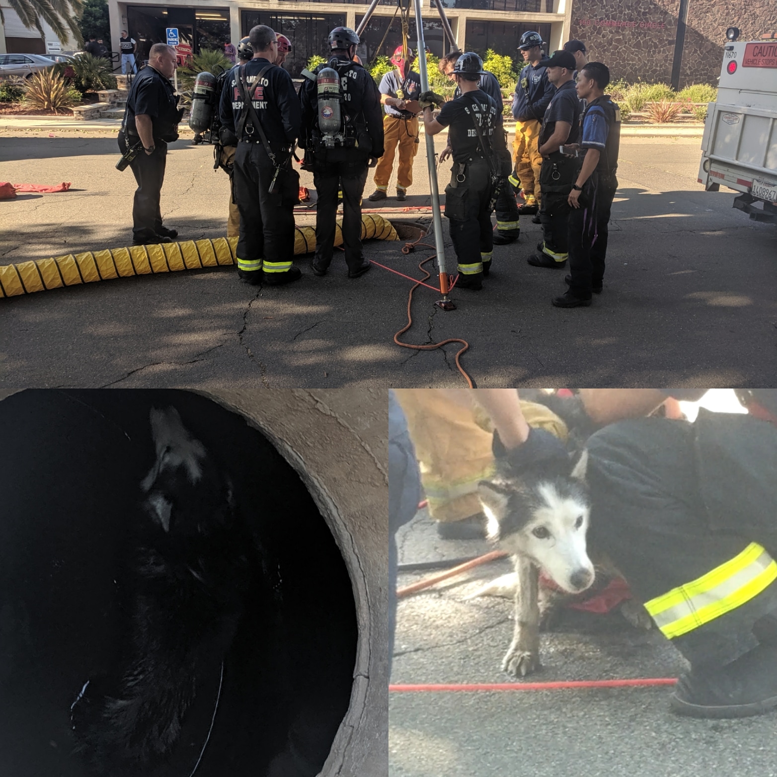 Awasome 24 Hour Animal Control Sacramento References