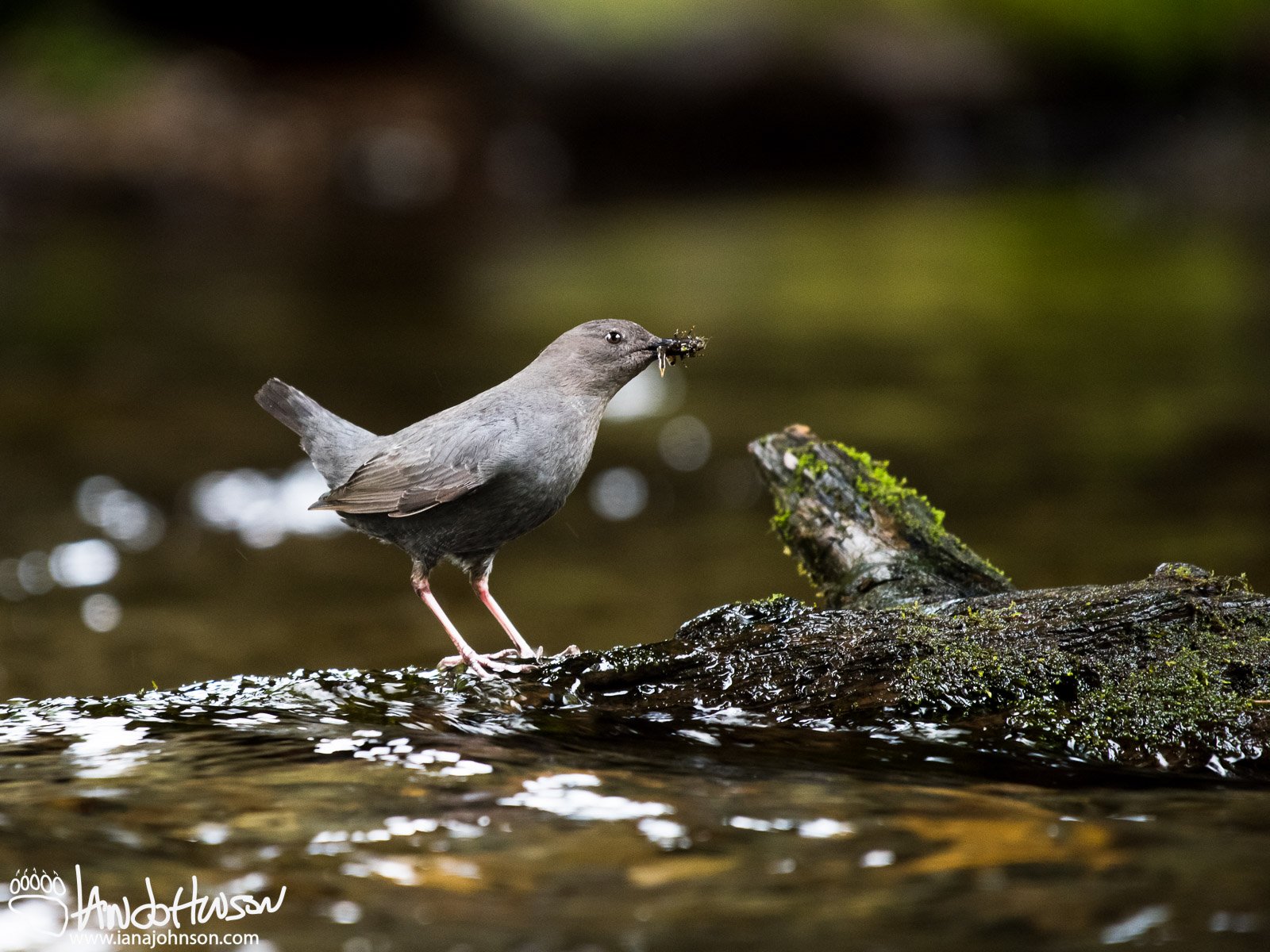 The American Dipper - Ian A Johnson : Life, Wildlife, Wild-life