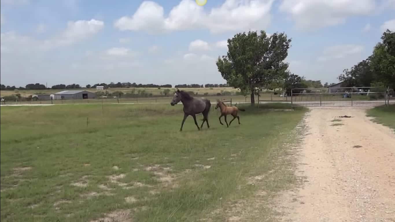 Mare Teaches Her Baby How To Jump For The Very First Time