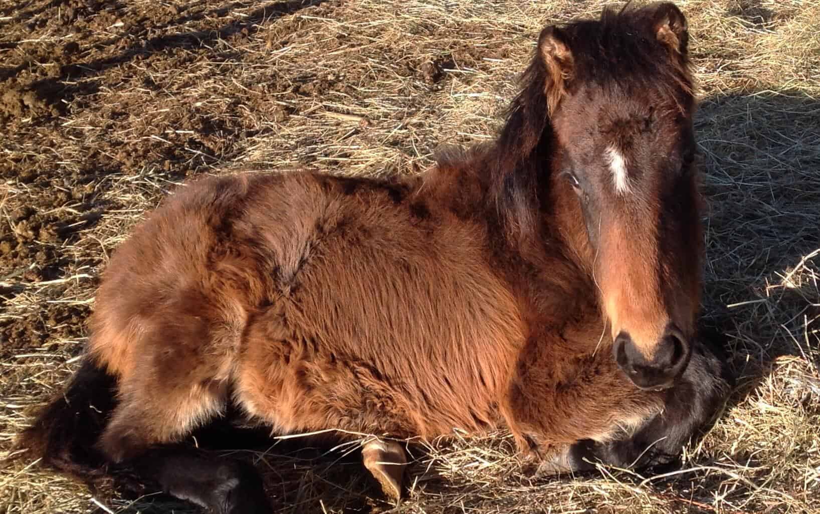 Woman Recognized For Helping Preserve Extremely Rare Horse Breed