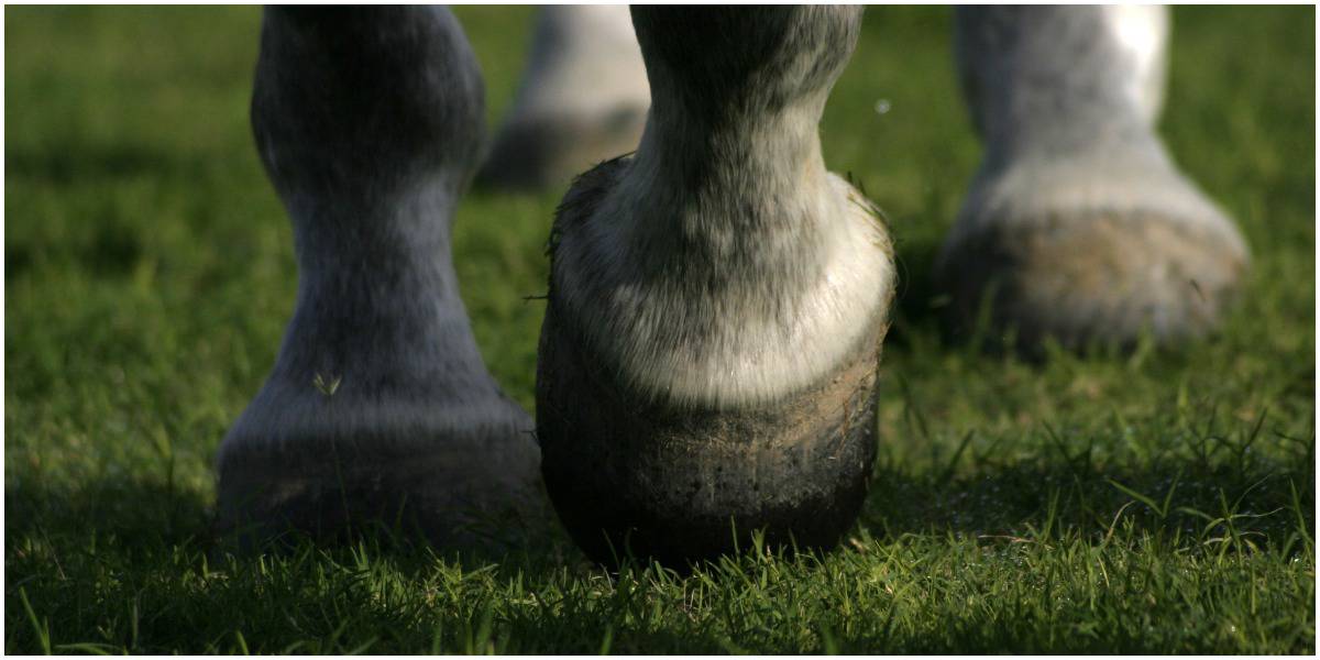 5 Ways To Keep Your Horse's Hooves In Great Condition