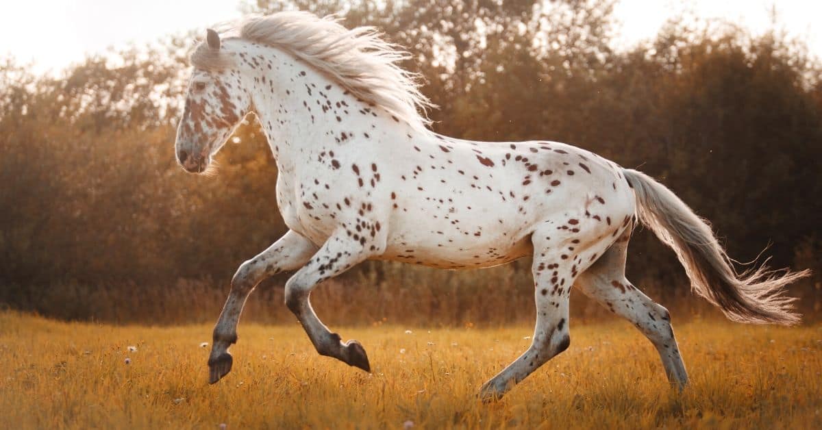 A Guide To Understanding Horse Body Language