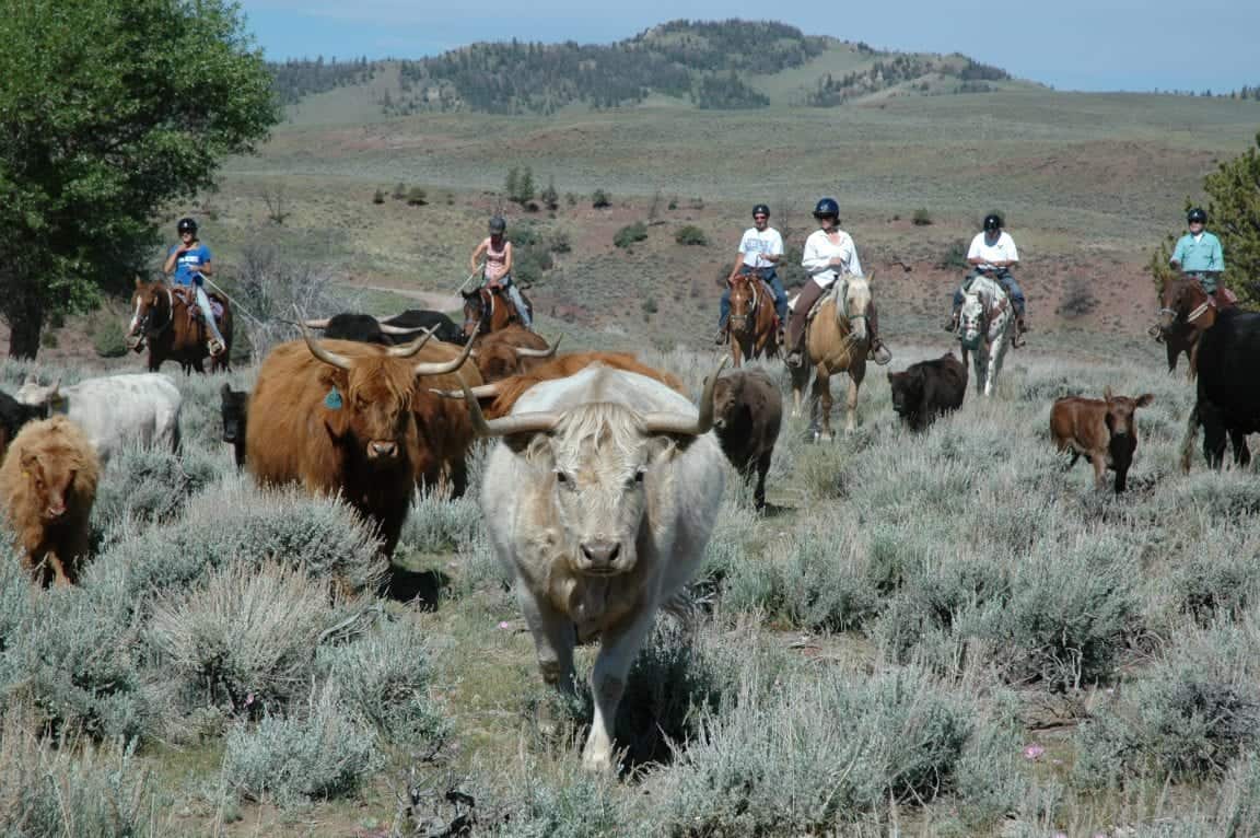 Wyoming's Bitterroot Ranch Is A Dream Destination For Any Equine Enthusiast