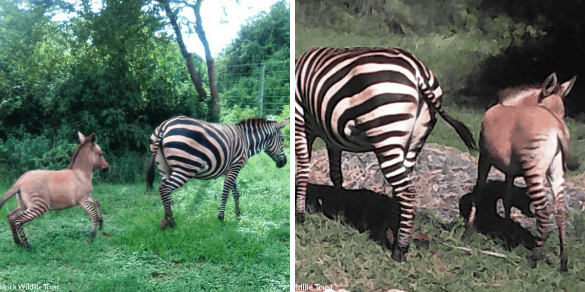 Zebra Gives Birth To A Rare 'Zonkey' After Mating With A Donkey