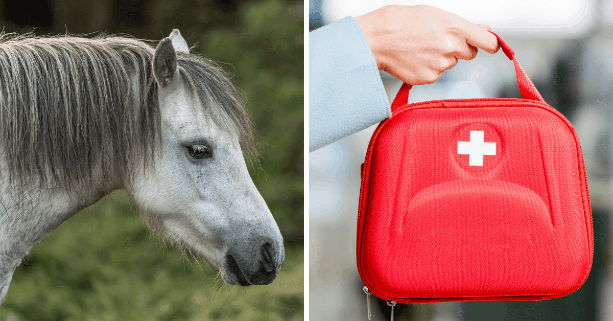 Inside A Vet Tech's First Aid Kit For Horses