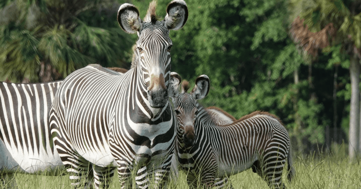 Four Zebra Foals Are Helping Their Endangered Species