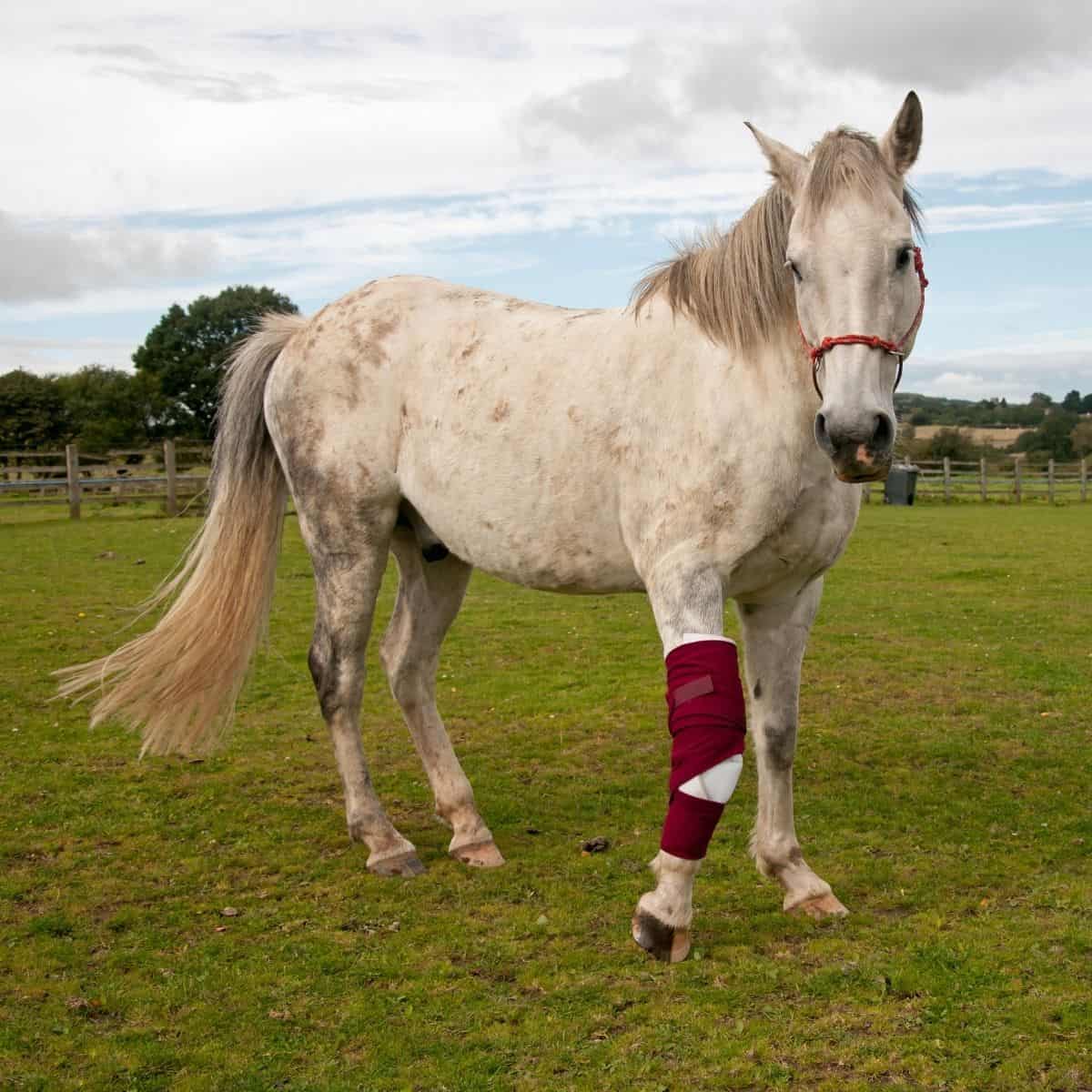 4 Common Horse Injuries You May Not Know About