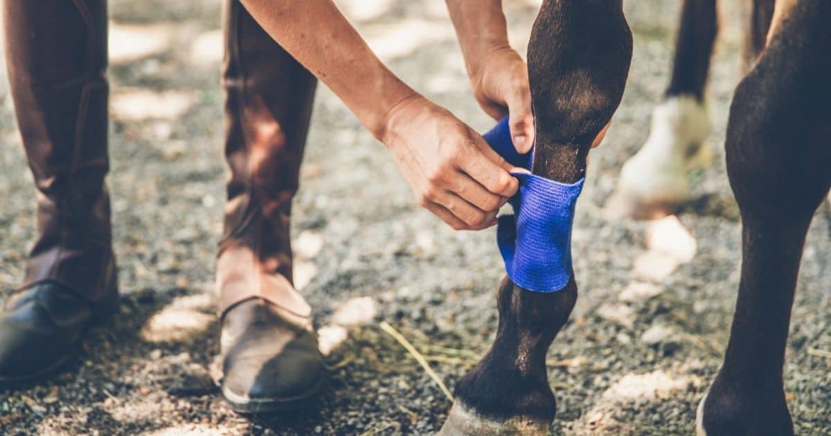 5 Painful Horse Injuries to Watch For and Treat Immediately