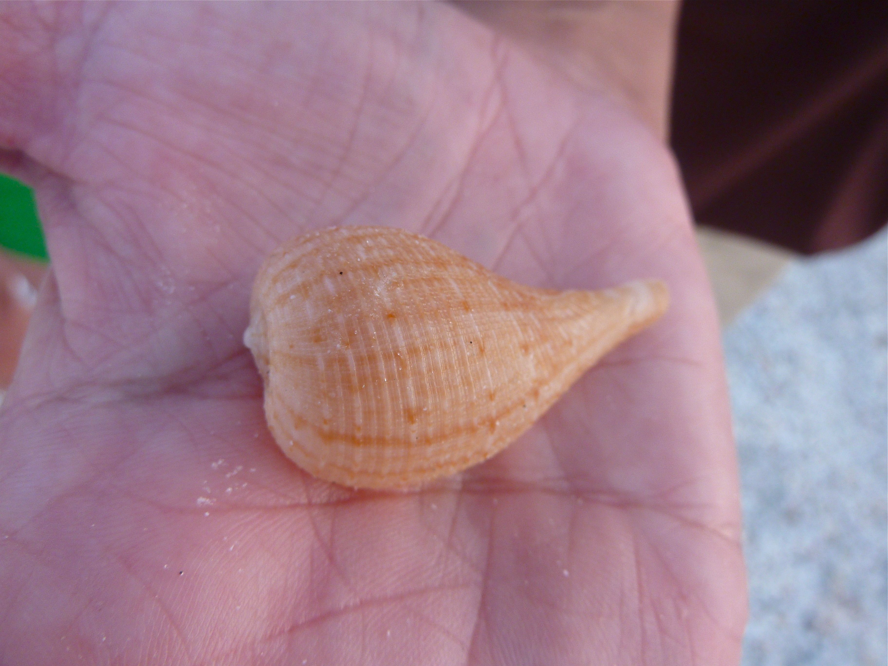 Sea Turtle Nesting | I Love Shelling