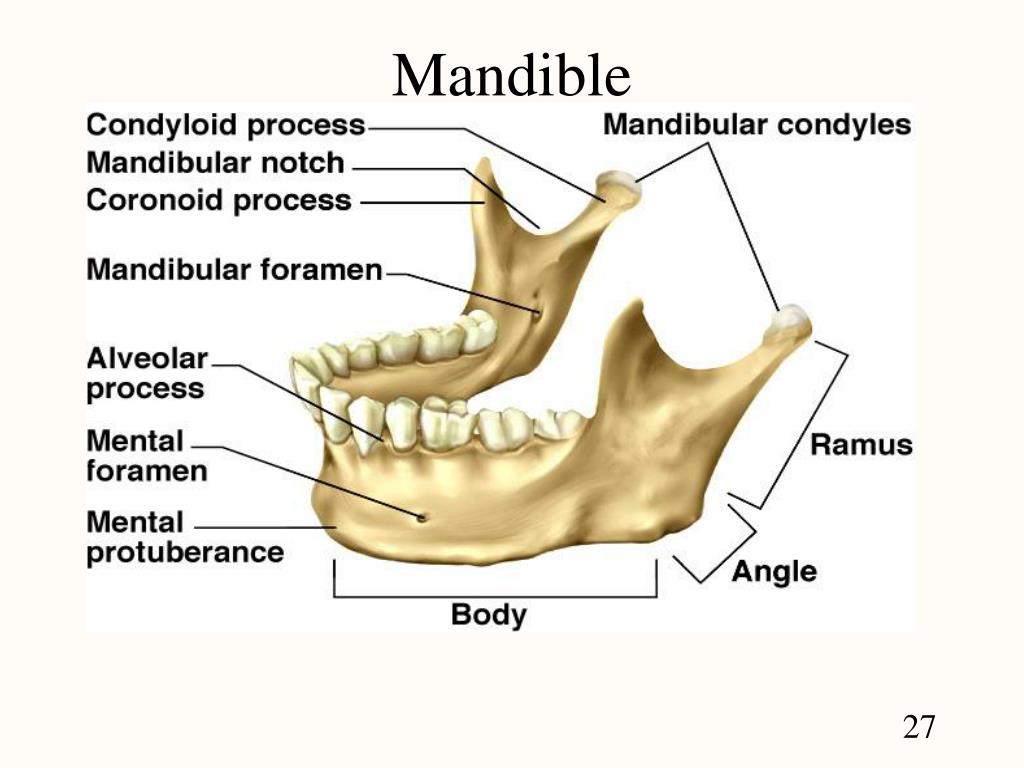 Skeletal System Mandible skeletal-system-mandible