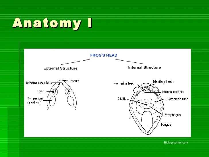 frog-dissection-external-anatomy-biology-corner-answer-key-suggested