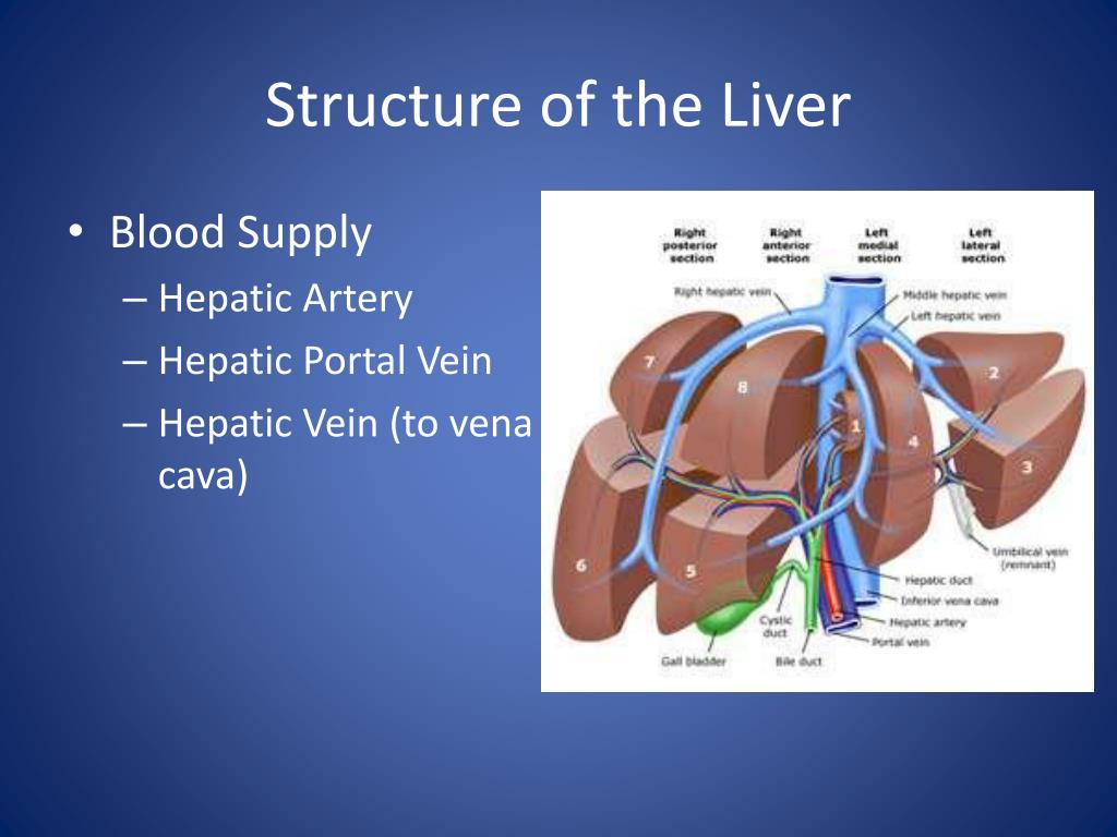 about-structural-and-functional-unit-of-liver-more-sharing-world