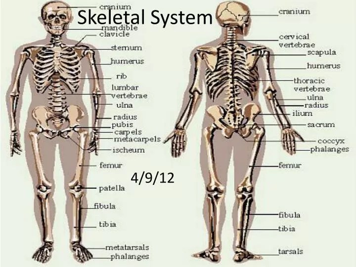 Chapter 4 The Human Skeleton Answer Key Athens Mutual Student Corner chapter-4-the-human-skeleton-answer-key-athens-mutual-student-corner