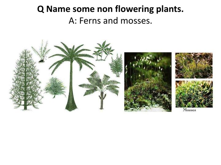 Three Examples Of Non Flowering Plants Guide thepoetandtheplant three-examples-of-non-flowering-plants-guide-thepoetandtheplant
