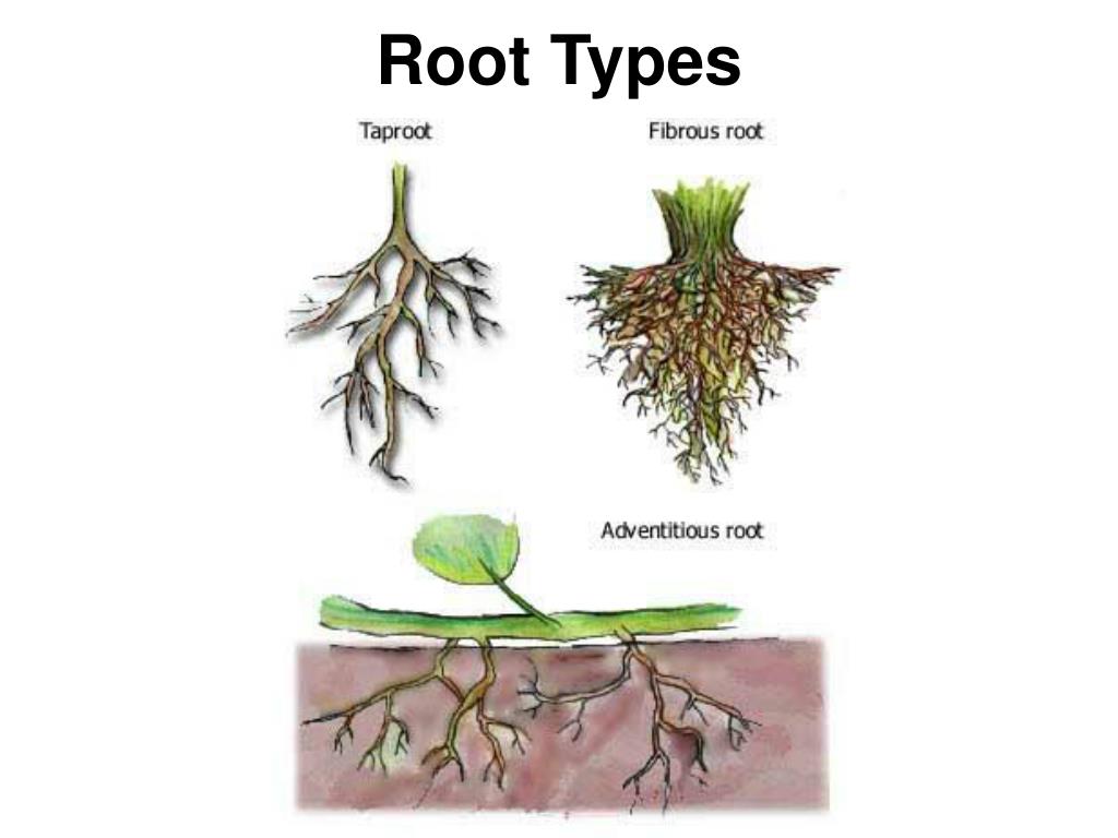 Different Kinds Of Roots In Plants ARINI NURUL YAKIN different-kinds-of-roots-in-plants-arini-nurul-yakin