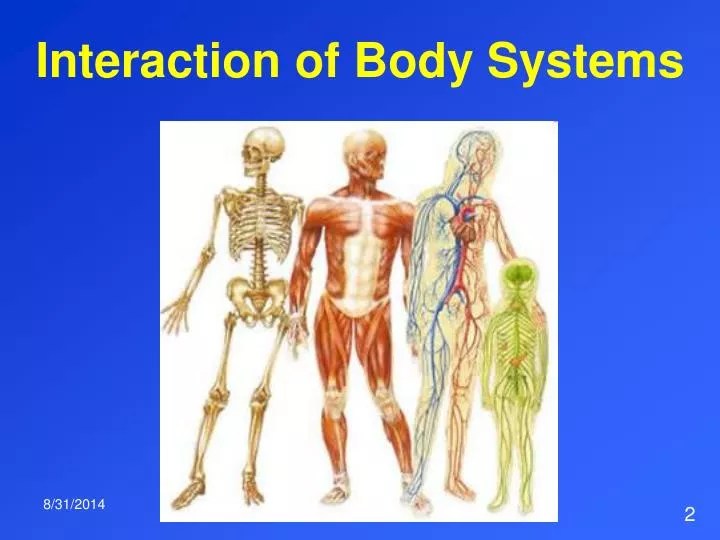 Body System Interactions body-system-interactions